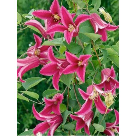 Clématite 'Princess Diana' Pot de 1,5L/2L