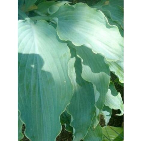 Hosta 'Neptune'® Pot de 1,5L/2L