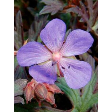 Géranium vivace des près 'Hocus Pocus' Godet de 8/9 cm