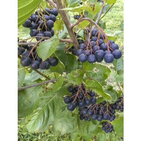 Aronie 'Aron' Pot de 2L/3L