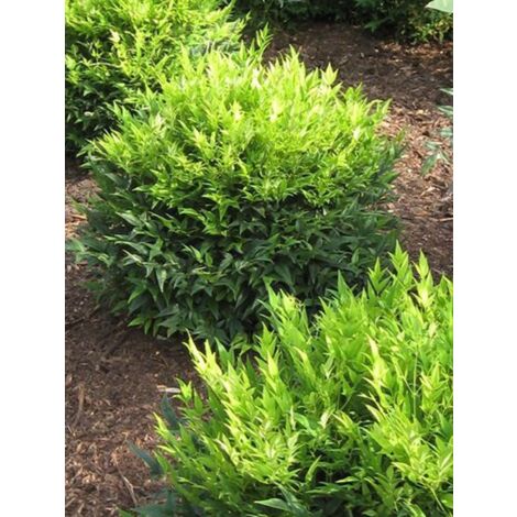 Bambou sacré Magical® Lemon Lime 'Lemlin'