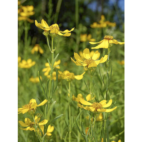 Coréopsis palmata Godet de 8/9 cm
