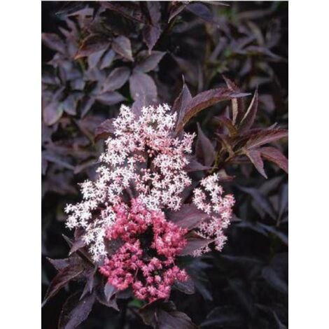 Sureau noir 'Black Beauty'® Pot de 2L/3L