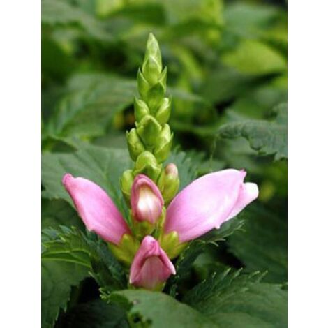 Galane de Lyon 'Hot Lips' Godet de 8/9 cm