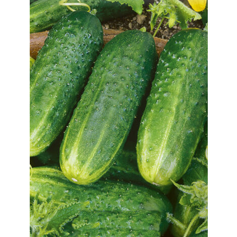 Cornichon, concombre 'Delikatess' le sachet de 85 graines (2,5g)