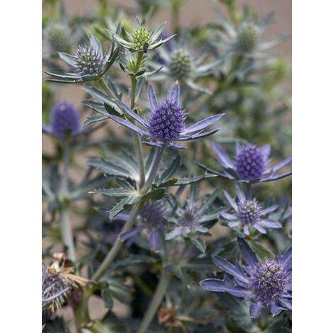 Chardon bleu, Panicaut à feuilles planes 'Blue Hobbit' Godet de 8/9 cm
