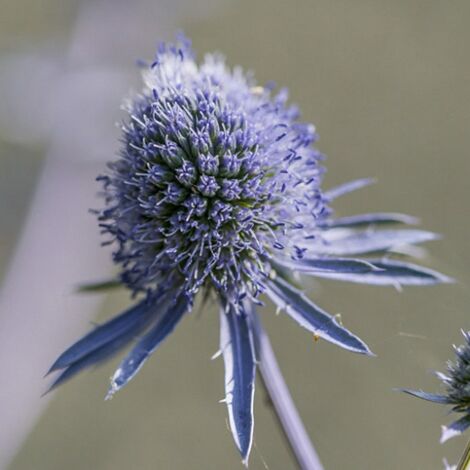 Chardon bleu, Panicaut à feuilles planes 'Blue Hobbit' Godet de 8/9 cm
