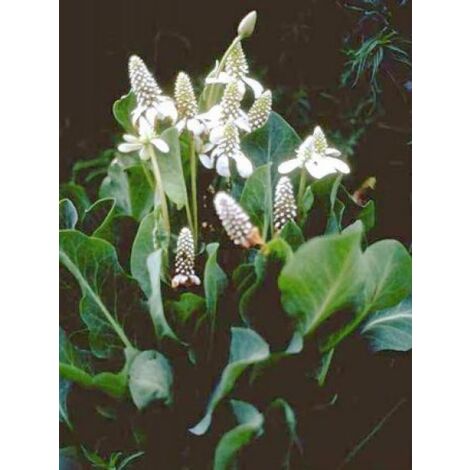 Anemopsis de Californie Godet de 8/9 cm