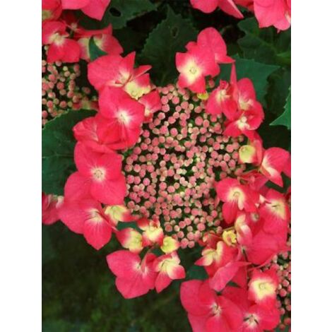 Hortensia 'Kardinal' Pot de 2L/3L