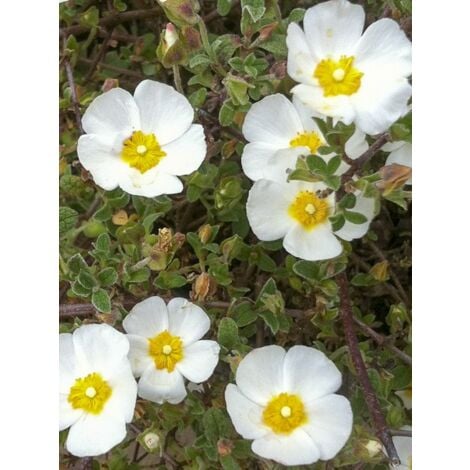 Ciste obtusifolius Pot de 2L/3L