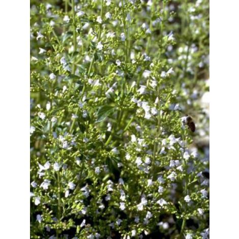 Calament à grandes fleurs 'Weisser riese' Godet de 8/9 cm
