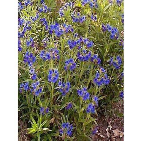Buglossoides purpurocaerulea