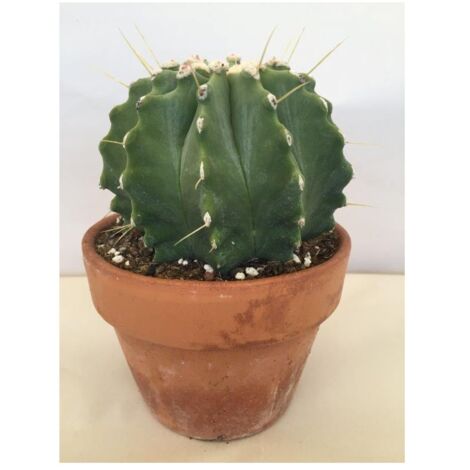 Ferocactus 'Inermis' Pot de 12 cm / 13 cm