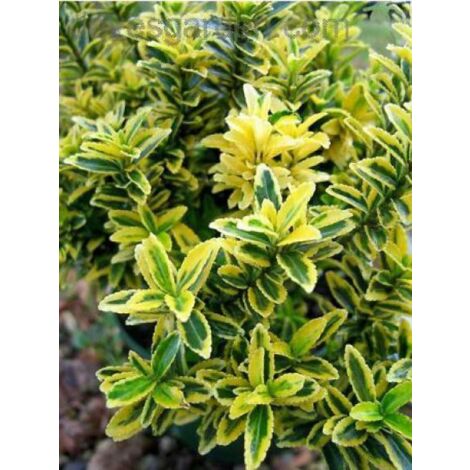 Fusain du Japon 'Microphyllus Aureovariegatus' Pot de 2L/3L