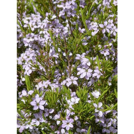 Diosmée 'Pink Fountain' Pot de 2L/3L