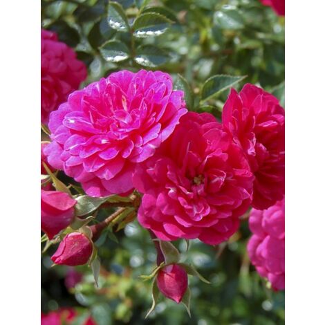 Rosier couvre-sol 'Knirps' Pot de 3L/4L