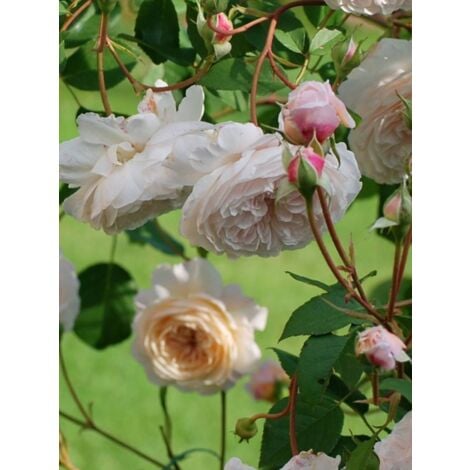 Rosier anglais liane The Albrighton Rambler® Pot de 4L/5L