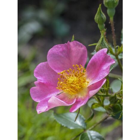 Rosier couvre-sol 'Topolina ' Pot de 3L/4L