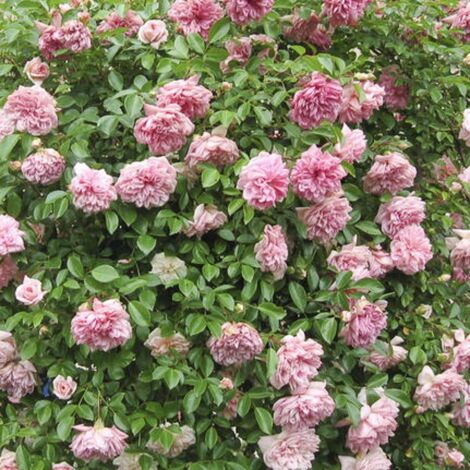 Rosier 'Paul Transon' Pot de 4L/5L