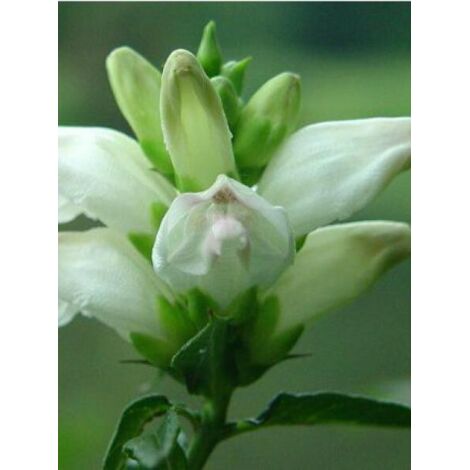 Galane oblique 'Alba' Godet de 8/9 cm