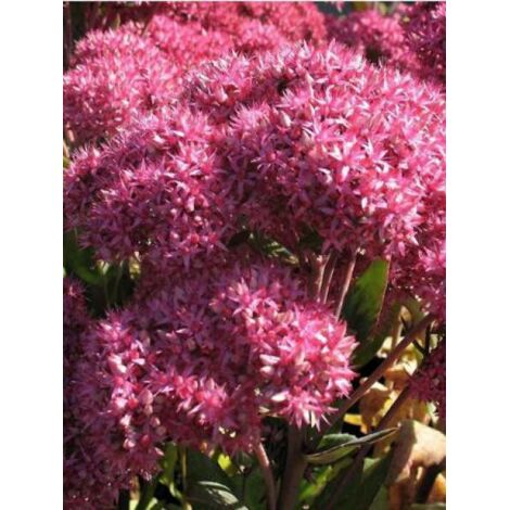 Orpin 'Mr Goodbud'® Godet de 8/9 cm