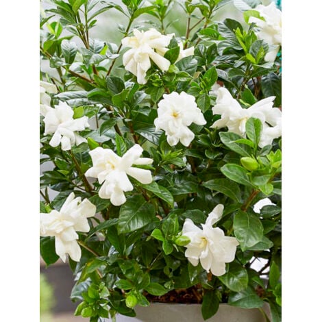 Gardénia, Jasmin du Cap 'Double Diamonds' Pot de 3L/4L
