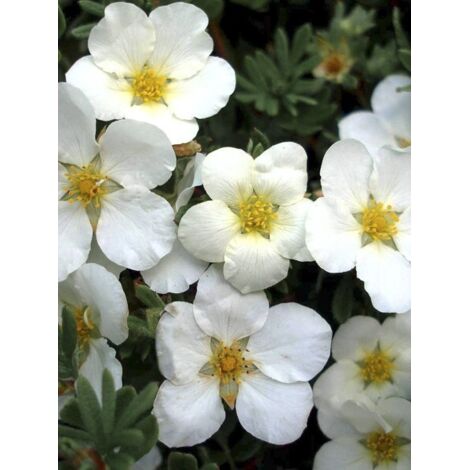 Potentille arbustive 'White Lady ' Pot de 3L/4L