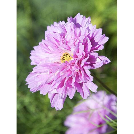 Cosmos 'Double Click Rose Bonbon' le sachet de 50 graines