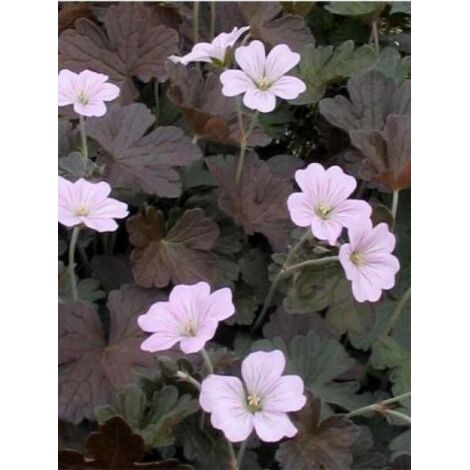 Géranium vivace 'Dusky Crug' Godet de 8/9 cm