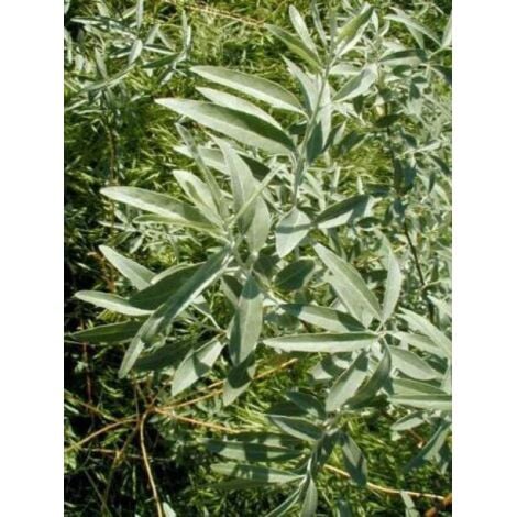 Olivier de Bohême Pot de 2L/3L