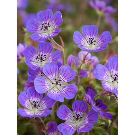 Géranium vivace 'Sweet Heidi' Godet de 8/9 cm