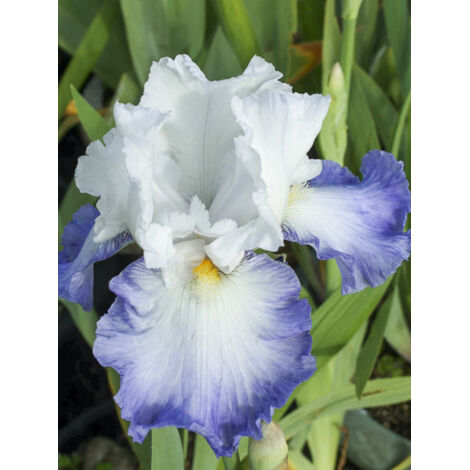 Iris des jardins 'Alizes' Rhizome, Calibre 10/15, qualité extra