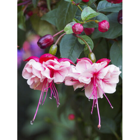 Fuchsia 'R.A.F.' Godet de 8/9 cm