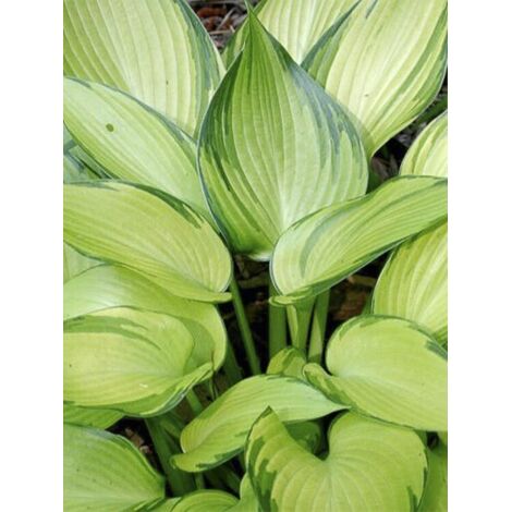 Hosta 'June fever' Pot de 1,5L/2L