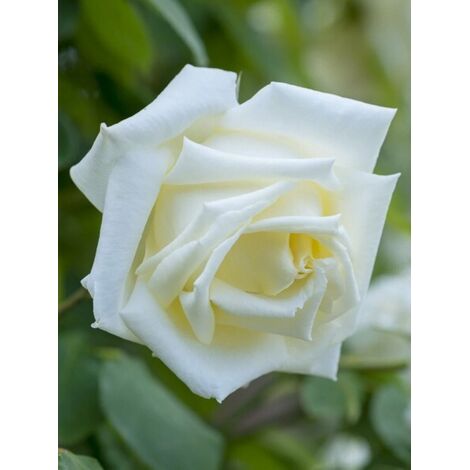 Rosier moderne 'Paul's Lemon Pillar' Pot de 4L/5L