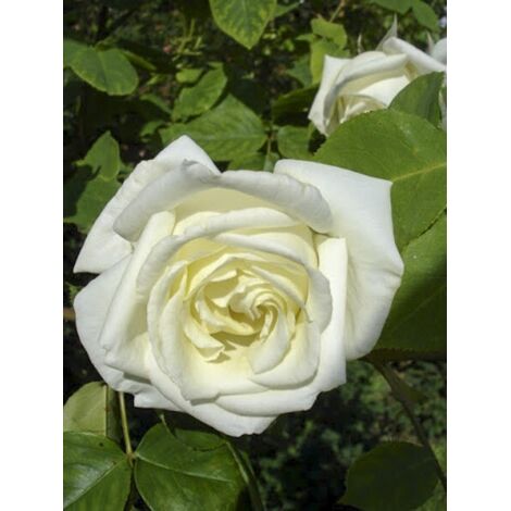 Rosier moderne 'Paul's Lemon Pillar' Pot de 4L/5L