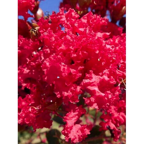 Lilas des Indes 'Périgord Pourpre' Pot de 3L/4L