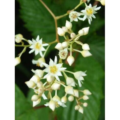 Stephanandra tanakae Pot de 3L/4L