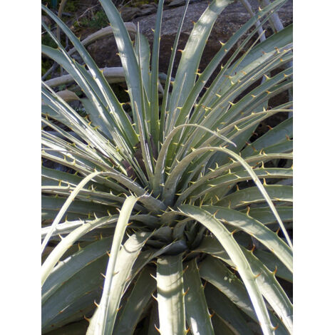 Puya de Bolivie Pot de 2L/3L