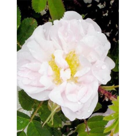 Rosier arbuste 'Stanwell Perpetual' Pot de 4L/5L