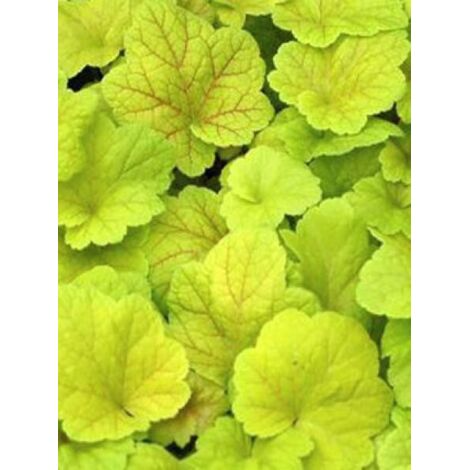 Heuchère 'Electric Lime'® Godet de 8/9 cm