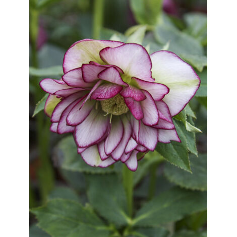 Hellébore orientale 'Double Picotee' Pot de 2L/3L