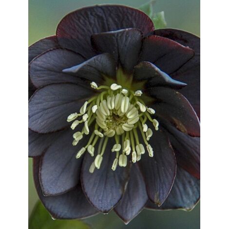 Hellébore 'Double Black' Pot de 2L/3L
