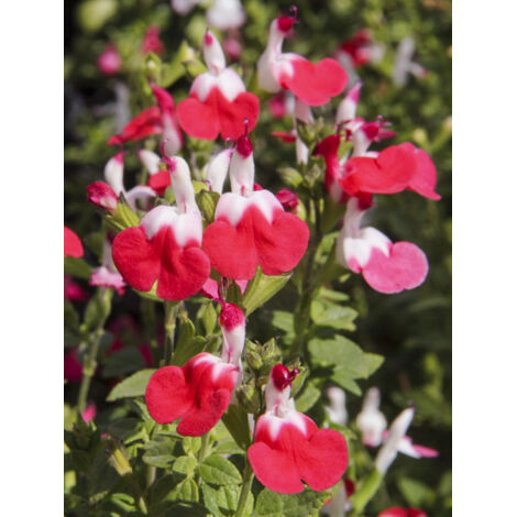 Sauge à petites feuilles 'Little Kiss' Godet de 8/9 cm