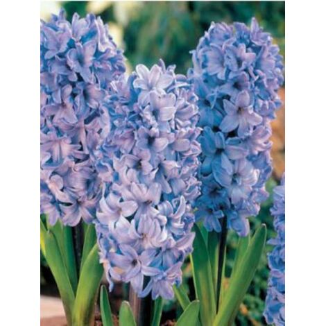 Jacinthe 'Delft Blue' Bulbe calibre 19+ (par 5)