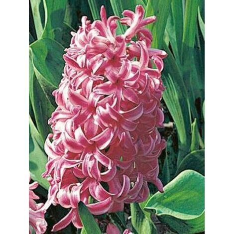 Jacinthe 'Pink Pearl' Bulbe calibre 17+ (par 5)