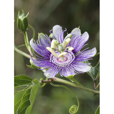 Passiflore officinale Pot de 2L/3L