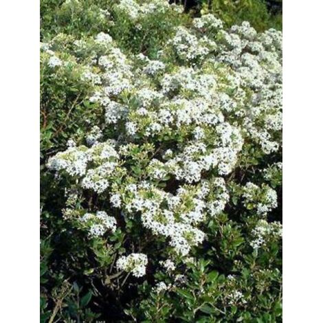 Olearia x haastii Pot de 2L/3L