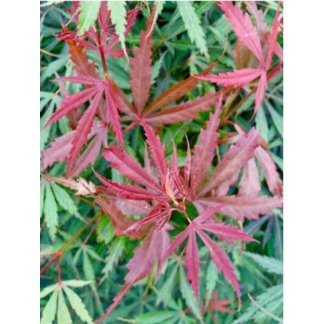 Érable du Japon 'Jerre schwartz' Pot de 2L/3L