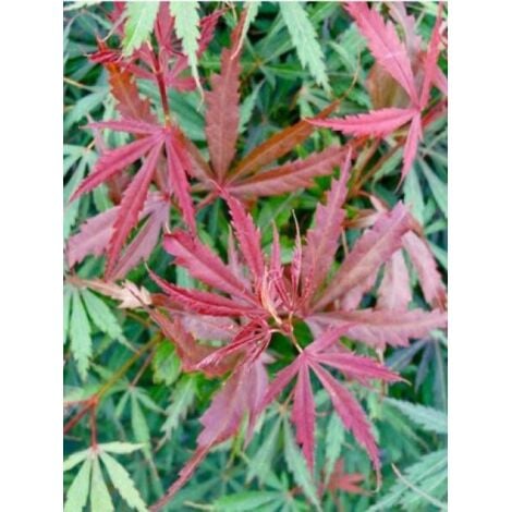 Érable du Japon 'Jerre schwartz' Pot de 2L/3L